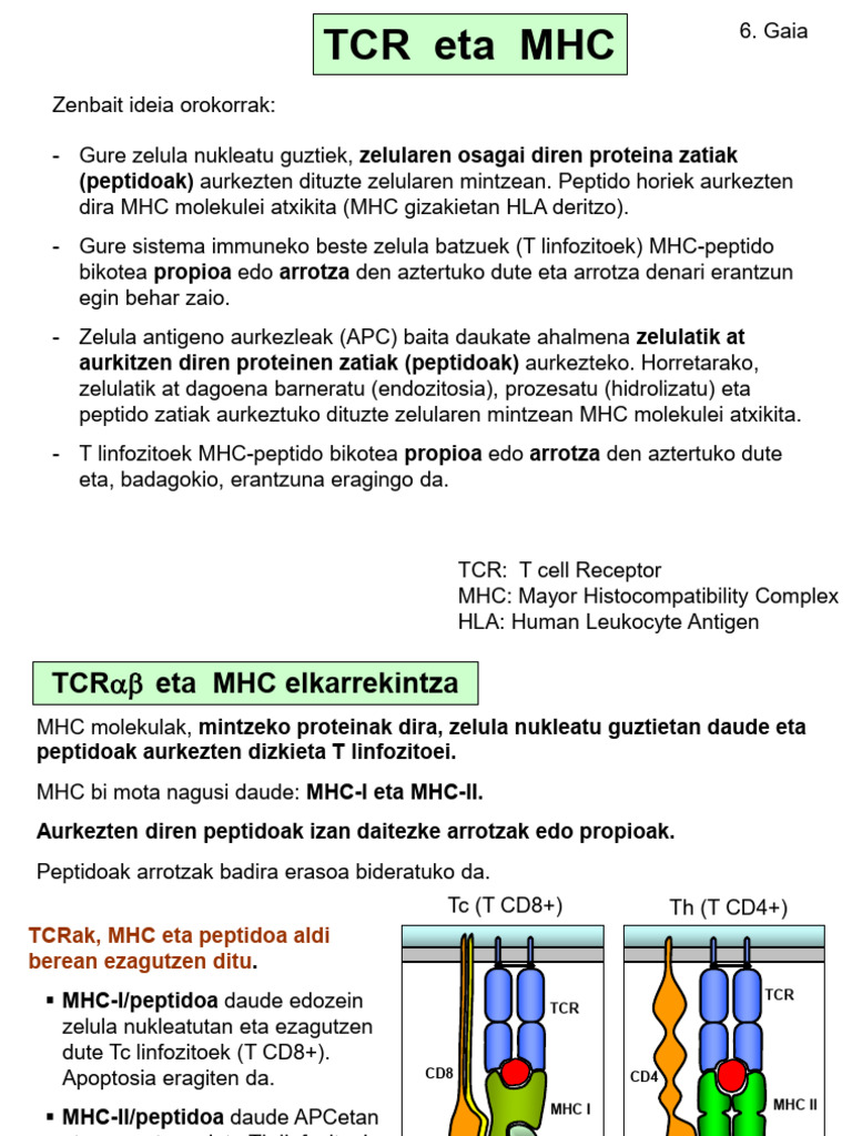 06. MHC eta TCR | PDF