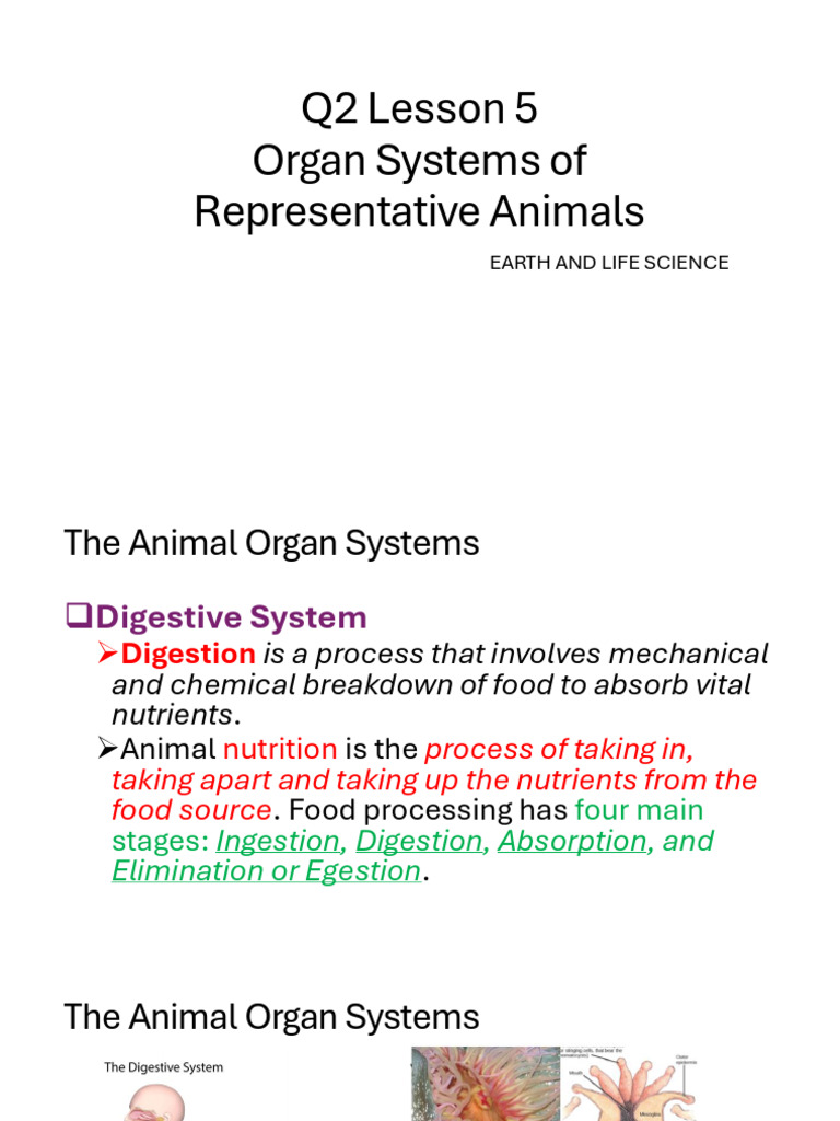 ELS Q2 Lesson 5 Animal Organ Systems | PDF | Muscle | Human Body