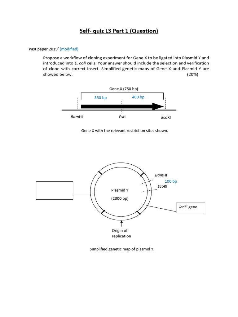 Cloning Workflow for Gene X in E. coli | PDF