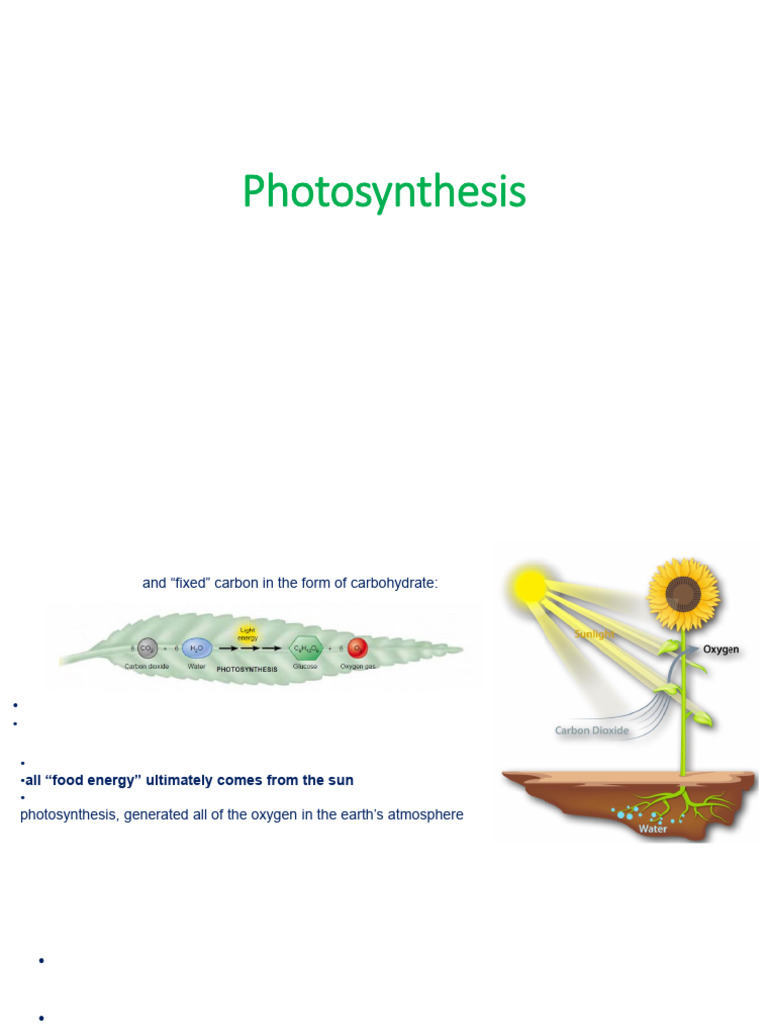 Photosynthesis | PDF | Photosynthesis | Chloroplast