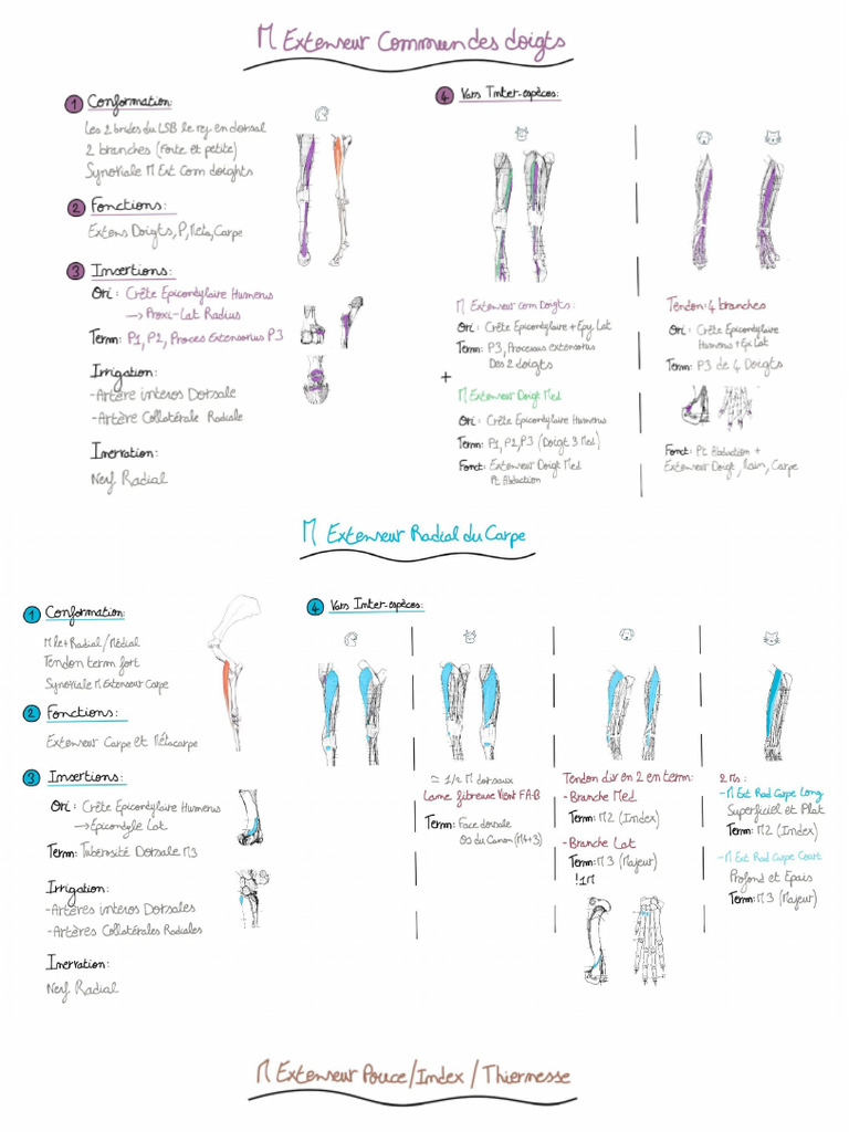 Myologie de L'avant Bras | PDF