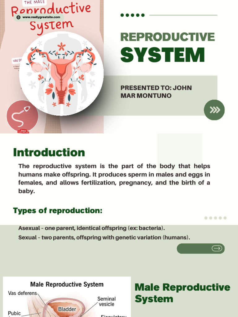 Reproductive System Ppt Group10 | PDF | Reproductive System | Human ...