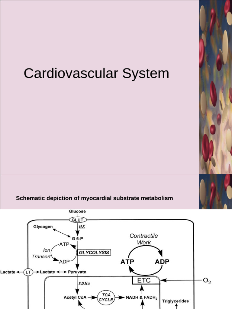 12.CVS | PDF | High Density Lipoprotein | Ischemia
