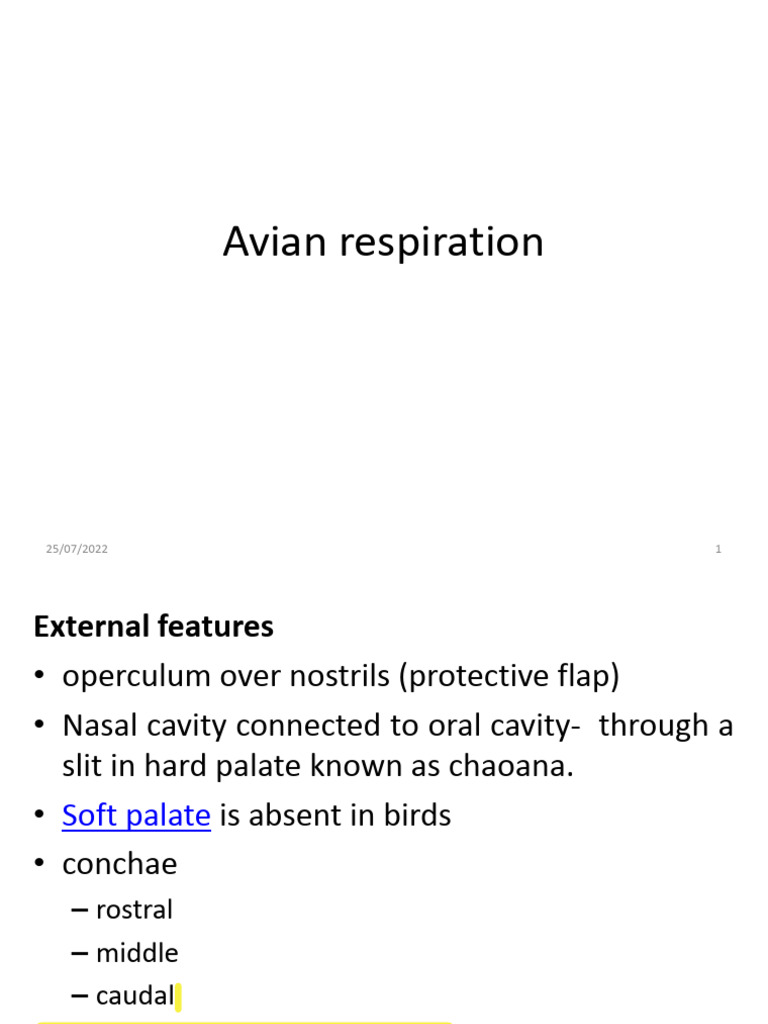 Avian Respiratory System Overview | PDF | Respiratory System | Lung