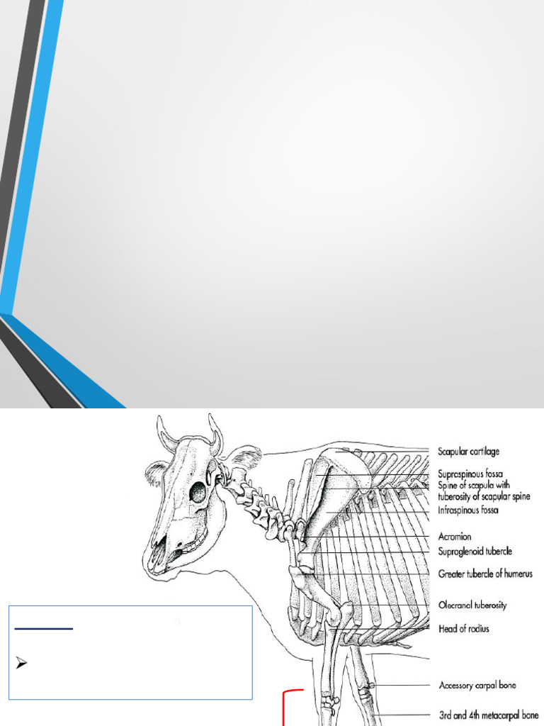 04. Bones of Forelimb - Manus | PDF | Musculoskeletal System | Skeletal ...