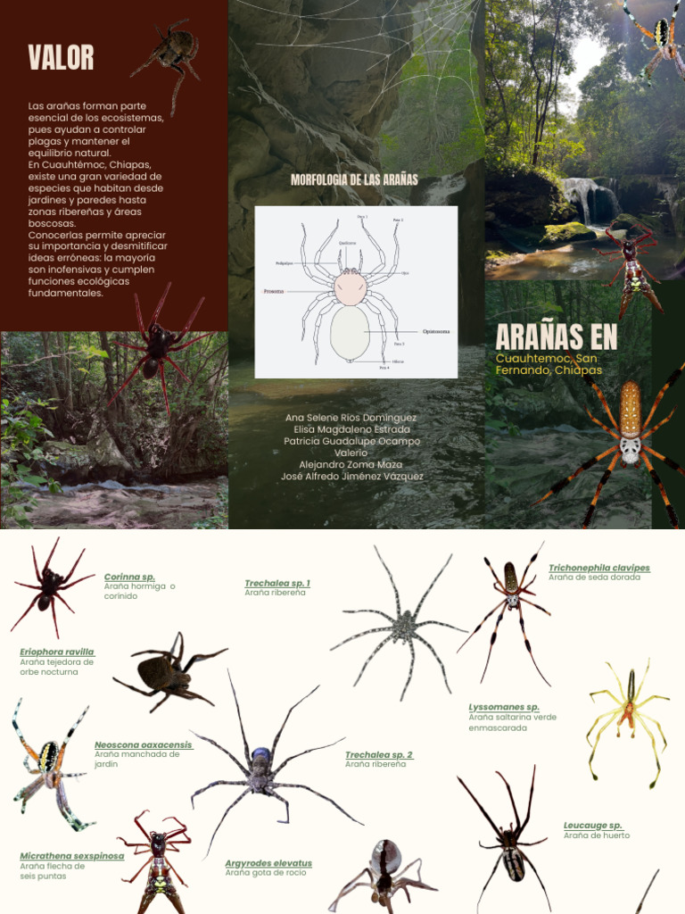 Arañas f | PDF | Araña | Artrópodos
