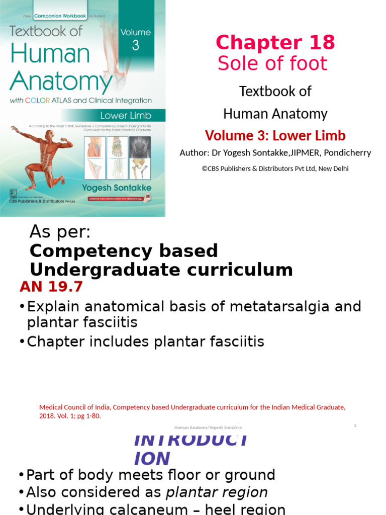 Chapter 18 Sole of the Foot New | PDF | Foot | Lower Limb Anatomy