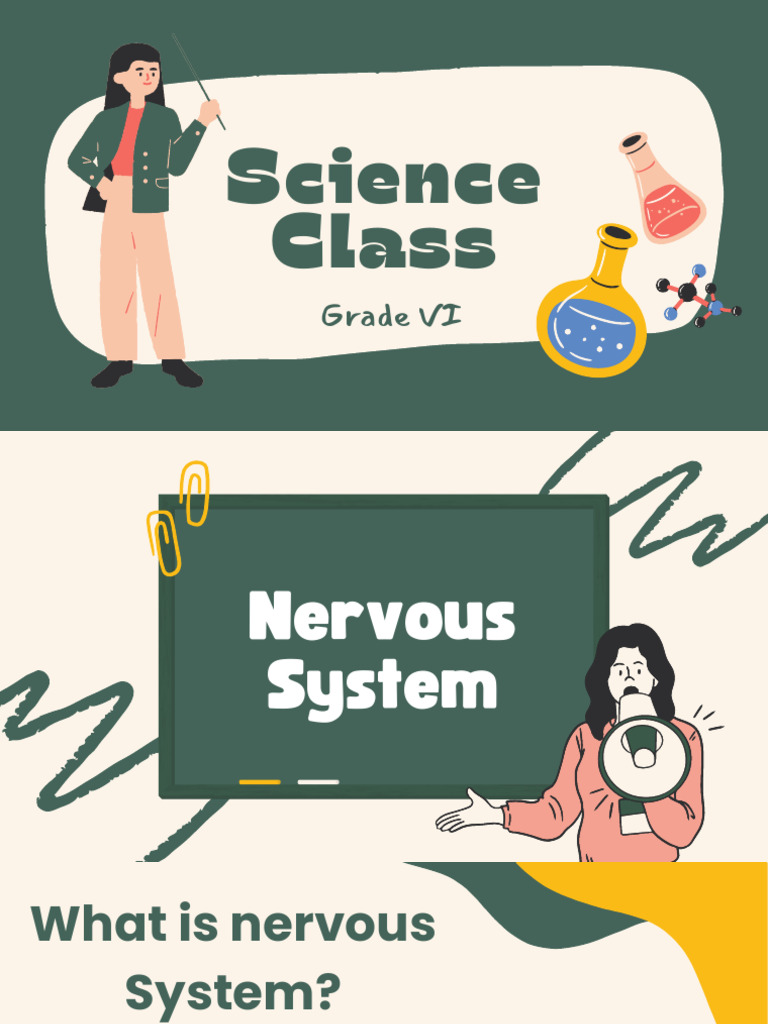 Nervous System | PDF | Central Nervous System | Nervous System