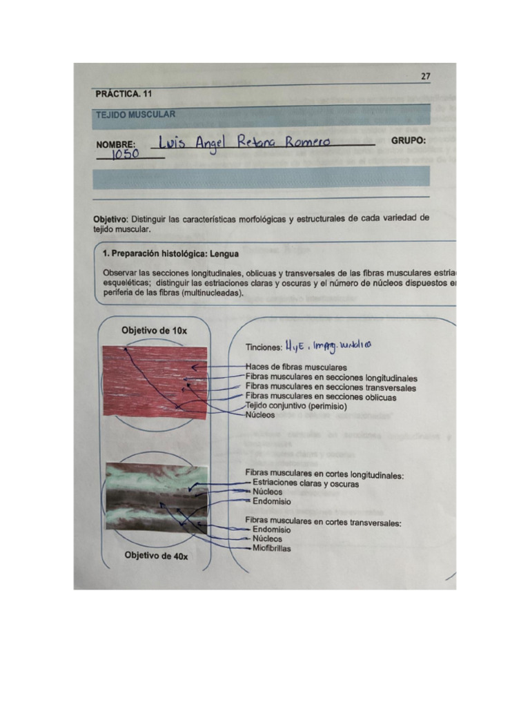Tejido Muscular | PDF