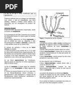 Tipos y características de espigas | PDF | Morfología Vegetal | Botánica