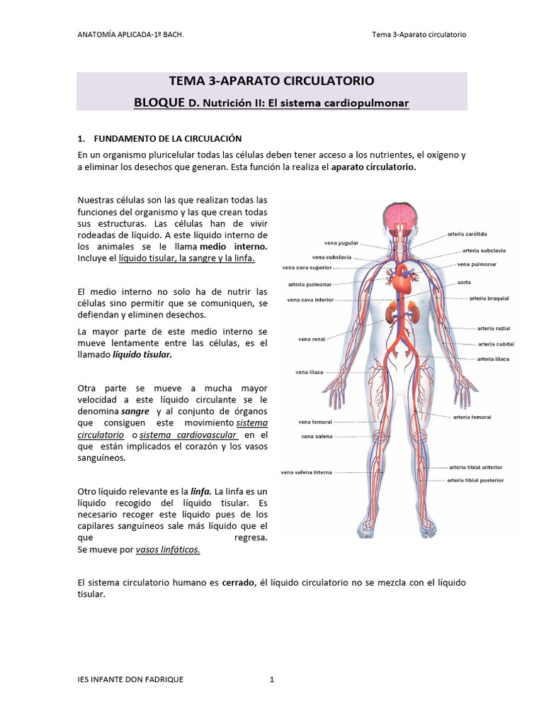 Anatomía del Aparato Circulatorio | PDF | Sistema circulatorio | Corazón