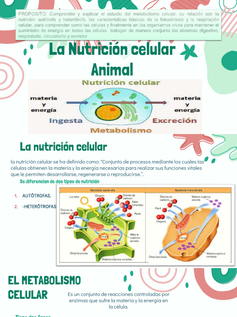 LA NUTRICIÓN CELULAR ANÍMAL que abarca información extensa | PDF ...