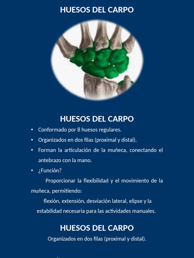 Huesos Del Carpo y Mano (2) | PDF | Mano | Sistema musculoesquelético