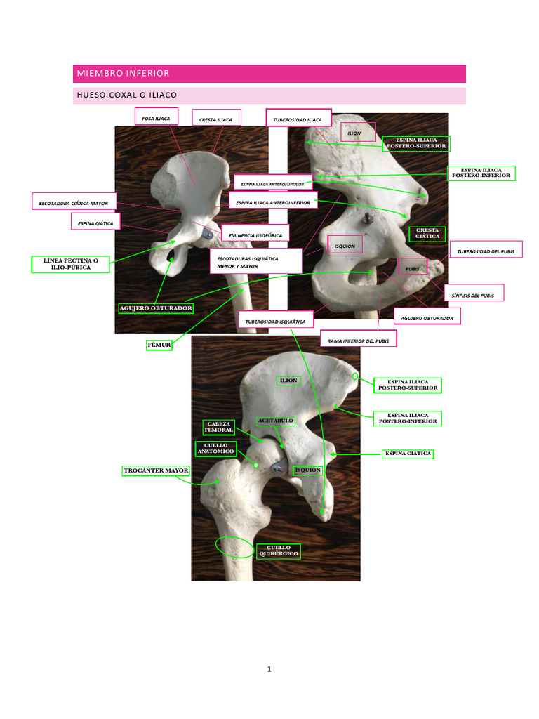 TODAS LAS PRÁCTICAS ANATO | PDF | Vértebra | Laringe