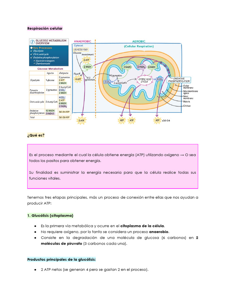 Proceso de Respiración Celular y ATP | PDF | Trifosfato de adenosina ...