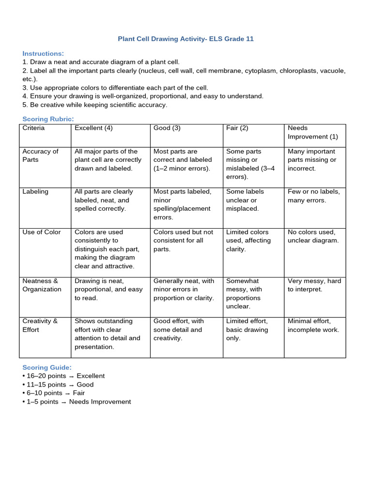 Plant Cell Drawing Activity Guide | PDF | Cell (Biology) | Anatomy