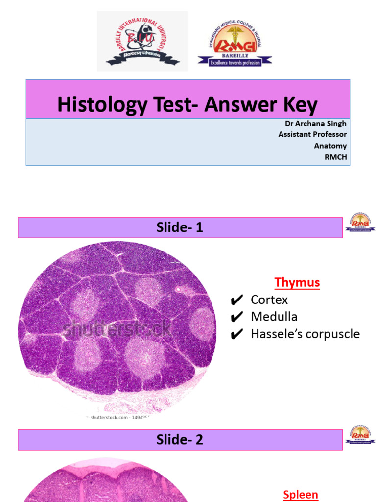 Histology Slides With Its Identification Point | PDF | Lymph Node ...