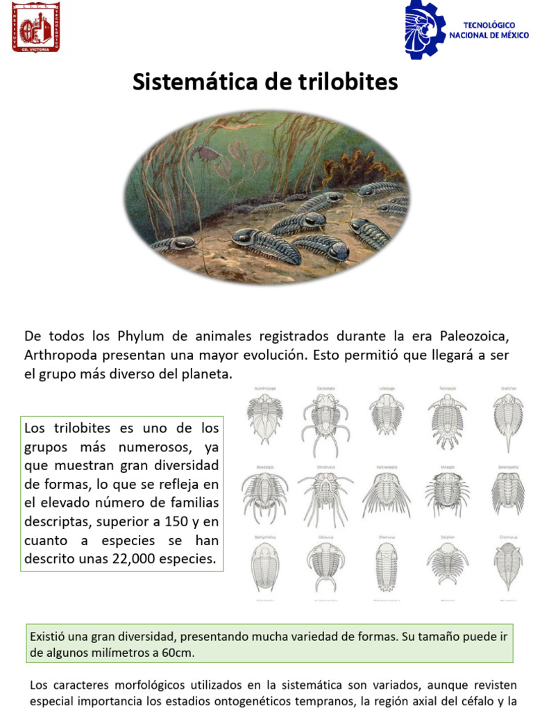 Sistemática de Trilobites | PDF | Primeras apariciones paleozoicas ...