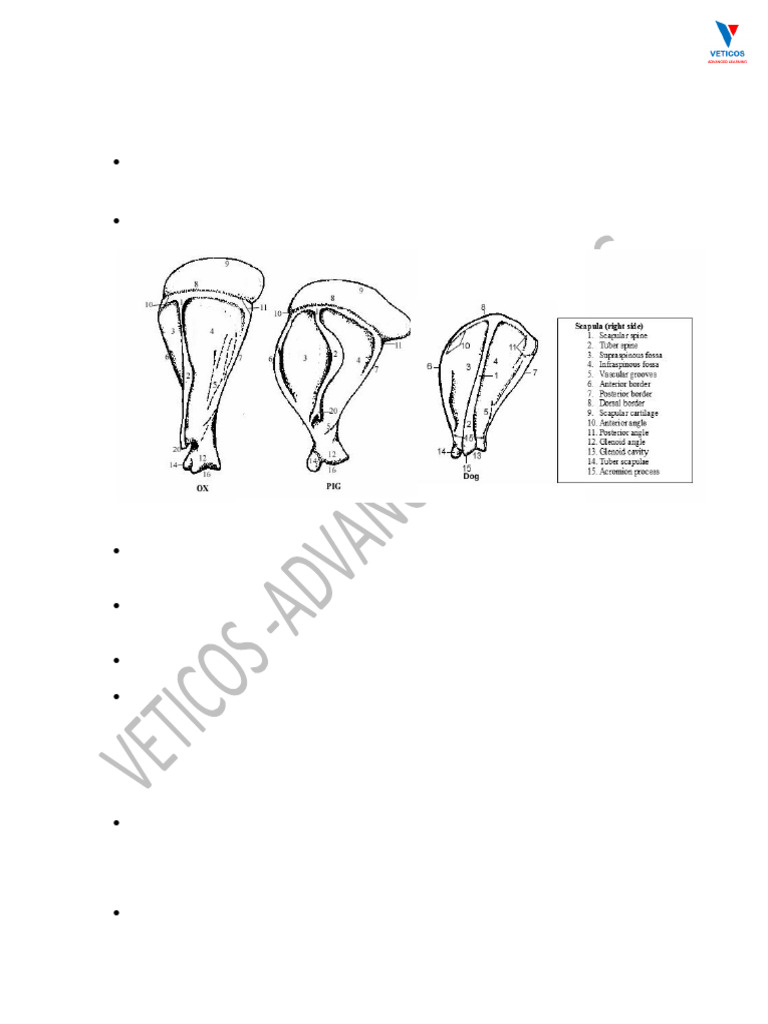 Anatomy of Forelimb Bones Explained | PDF | Pelvis | Human Anatomy