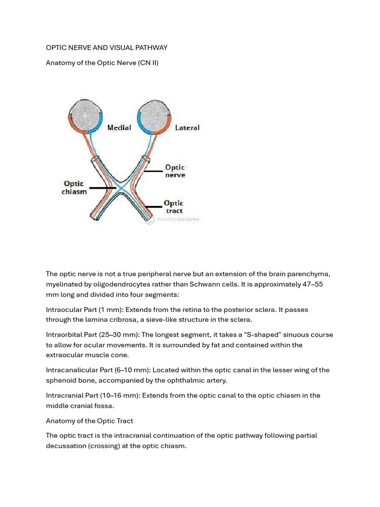 OPTIC NERVE 1-1 | PDF | Retina | Visual System