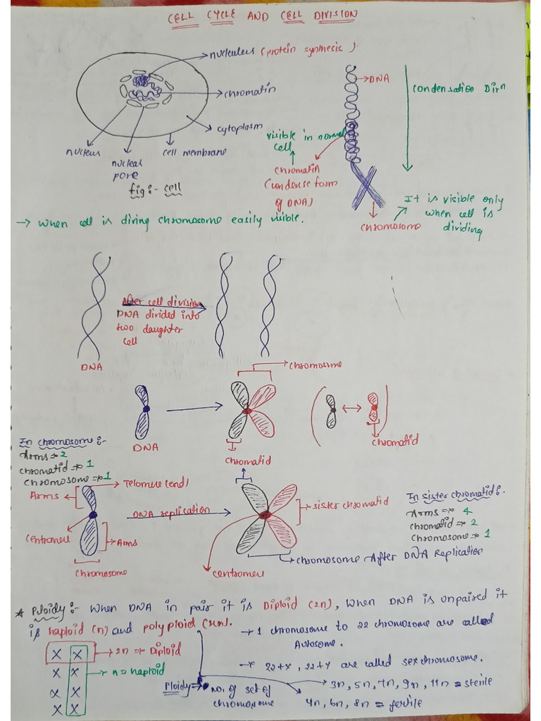 Cell Cycle and Division (1) | PDF