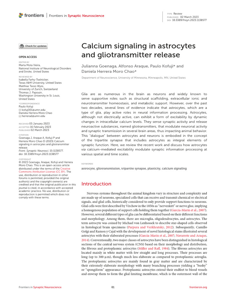Calcium Signaling in Astrocytes Explained | PDF | Astrocyte | Synapse