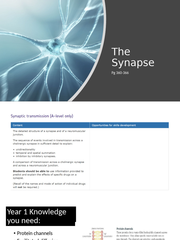 Lesson 4 and 5 Flipped Learning-The Synapse | PDF | Chemical Synapse ...