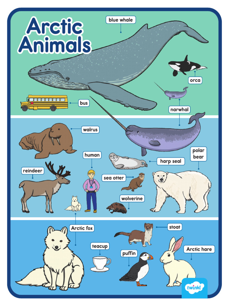 Color Arctic Animals Size Comparison Poster | PDF