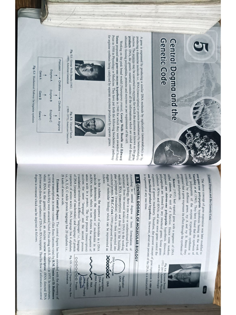 Unit 5 Central Dogma and the Genetic Code | PDF