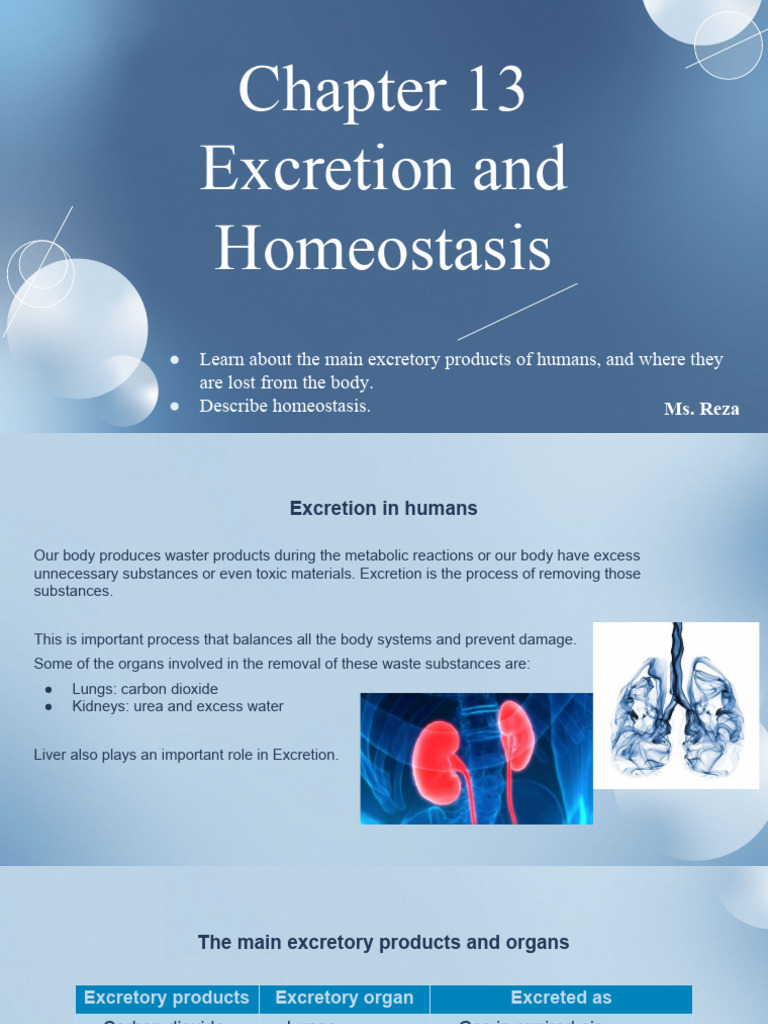 Chapter 13: Excretion and Homeostasis Pptx | PDF | Kidney | Homeostasis
