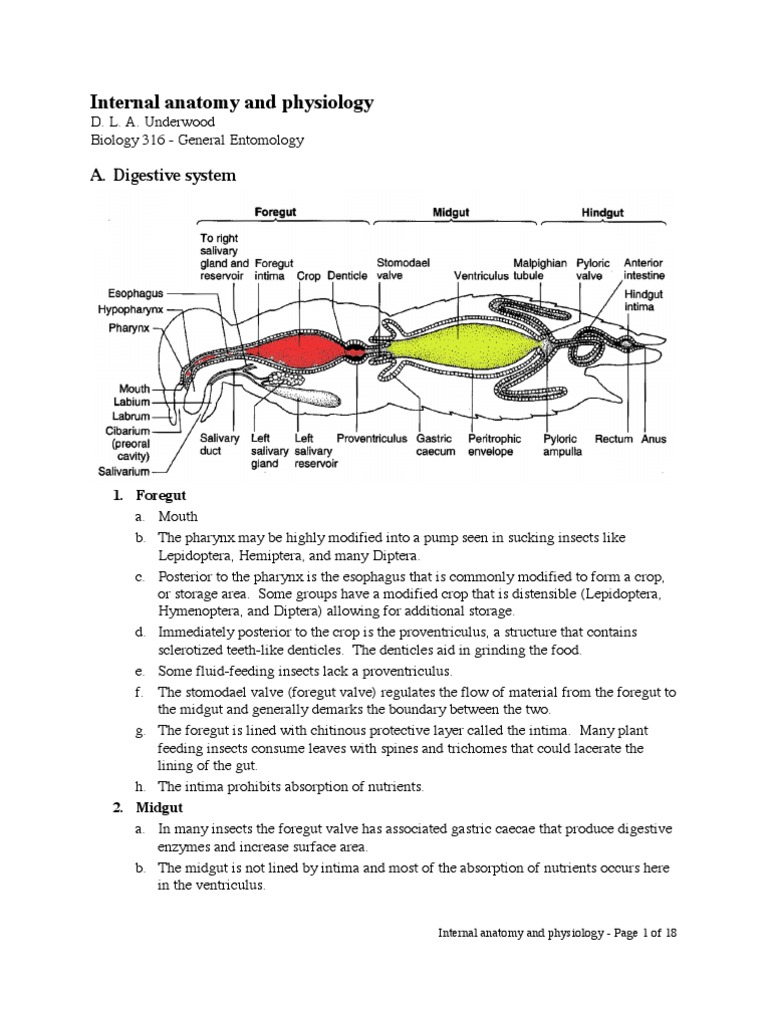 Cockroach Internal Anatomy Overview | PDF | Neuron | Gill