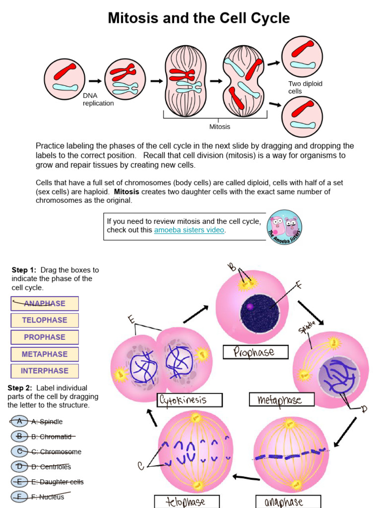 Copy of Copy of Mitosis (Drag and Drop) Labeling | PDF