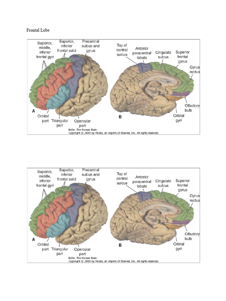 Lobes, Insula, Brainstem, Cerebellum, Corpus Callosum | PDF
