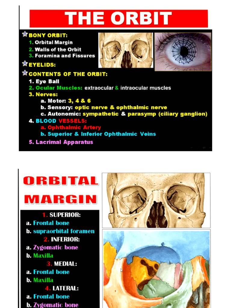 Lec 9 Anatomy of the Orbit - I | PDF