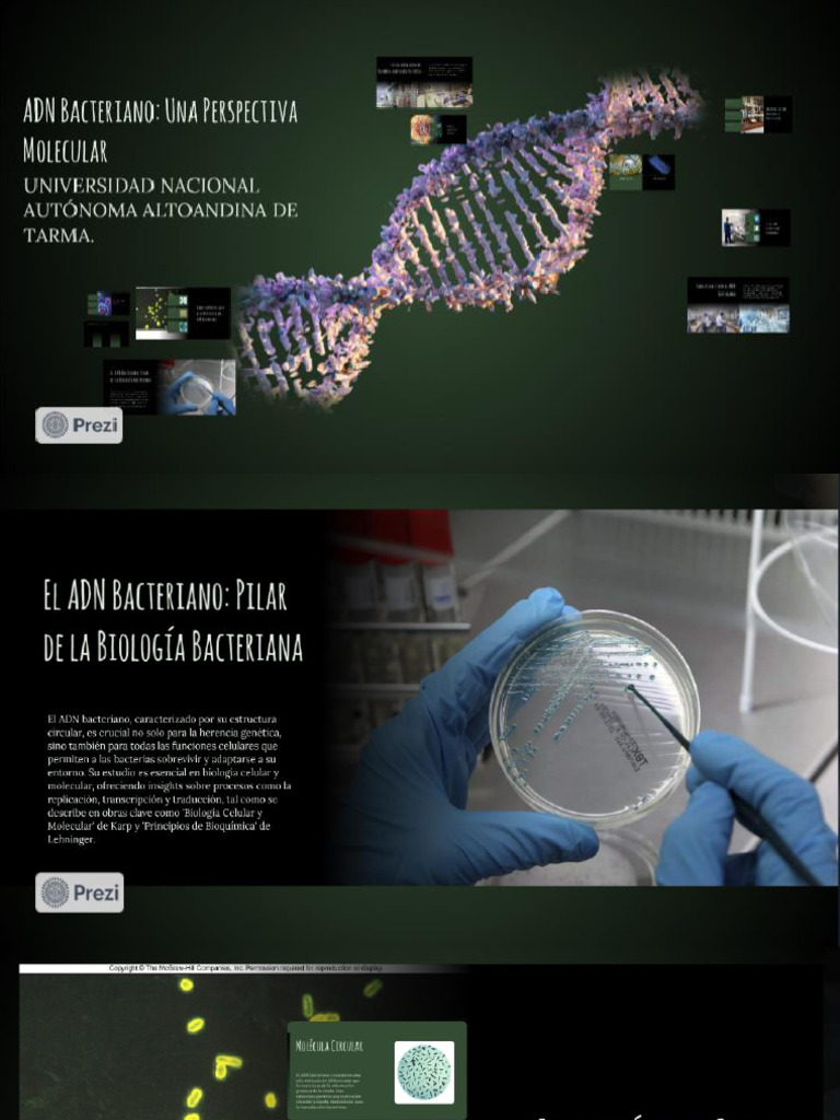 S3 - ADN bacteriano | PDF