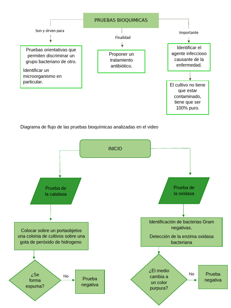 Diagrama de flujo de pruebas bioquímicas | PDF | Las bacterias ...
