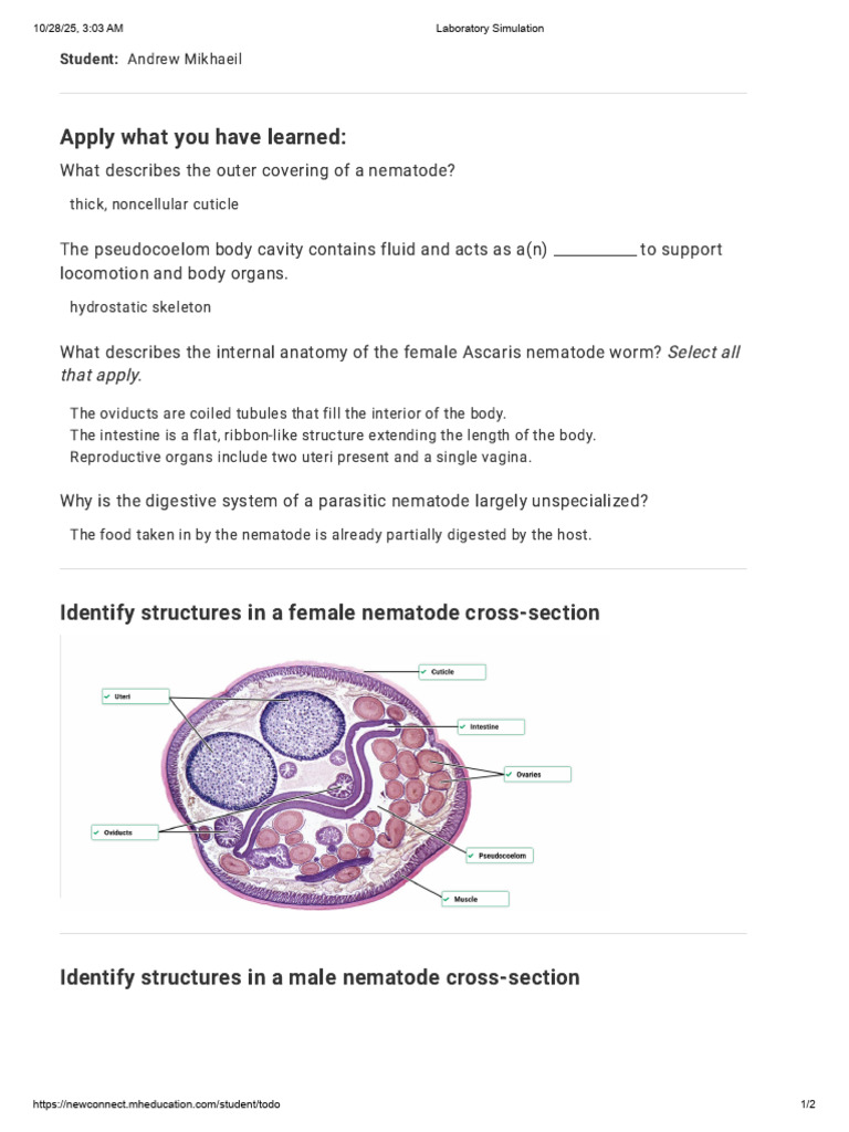 Nematode Anatomy and Function Overview | PDF