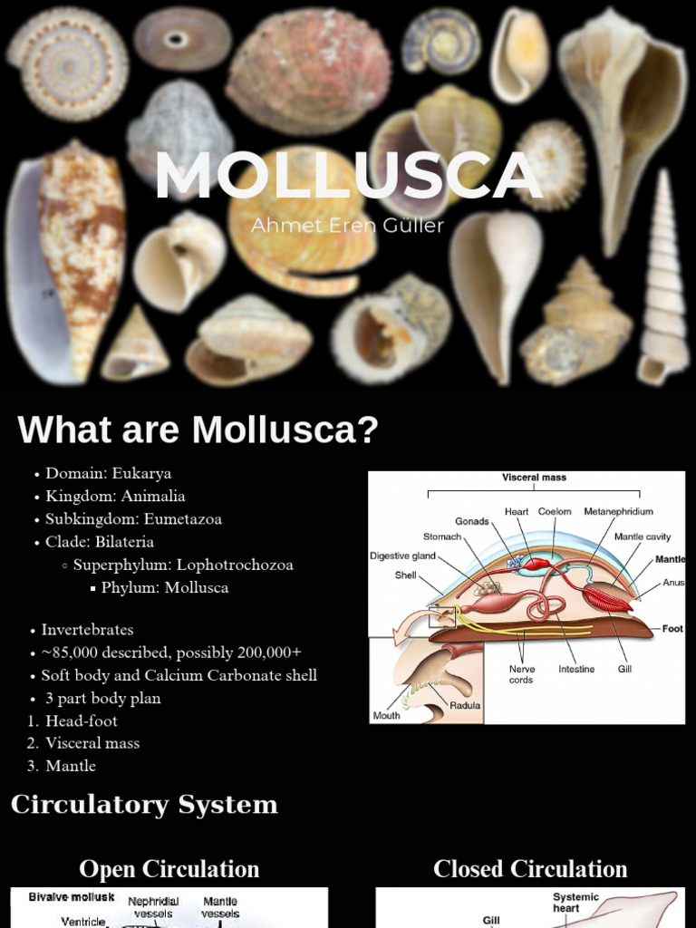 Mollusca (1) | PDF | Mollusca | Bivalvia