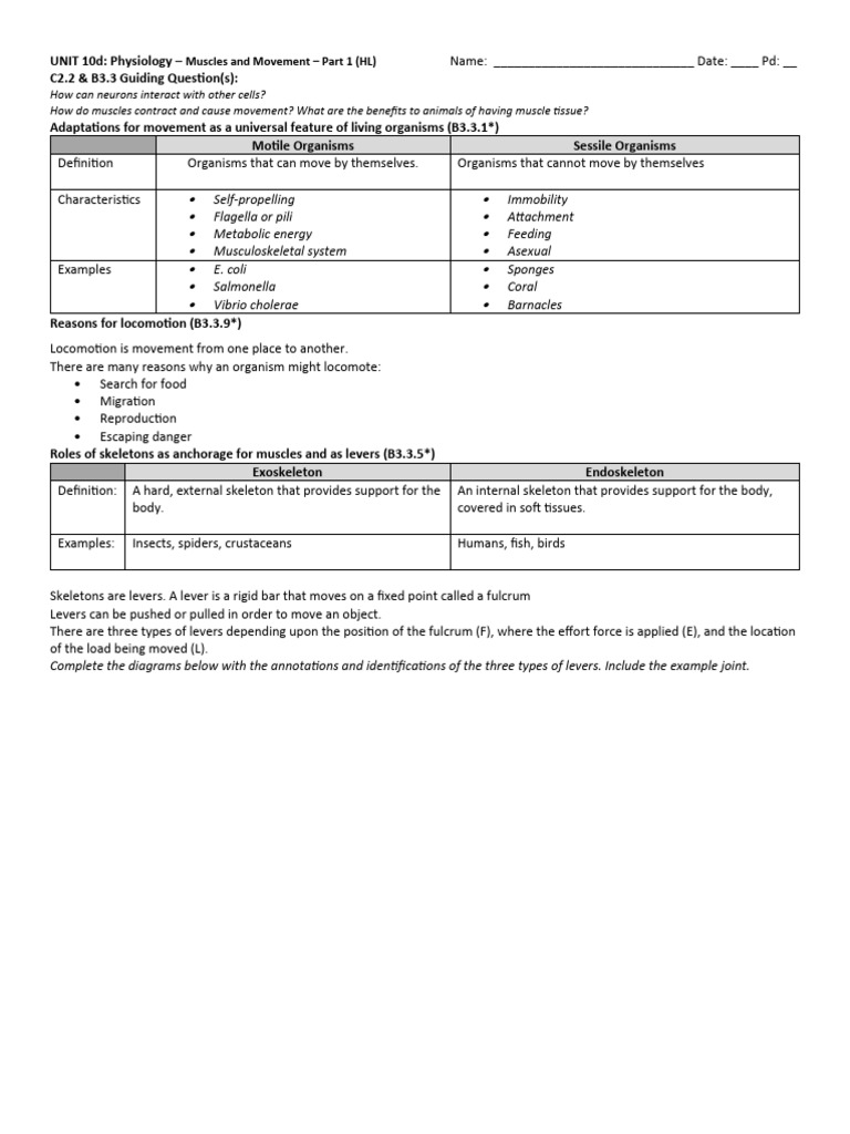 B3.3 Muscles and Movement - Part 1 (HL) | PDF | Muscle Contraction ...