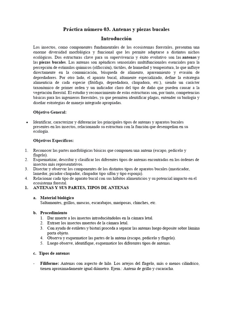PRÁCTICA NÚMERO 03 Piezas Bucales y Tipos de Antenas | PDF ...