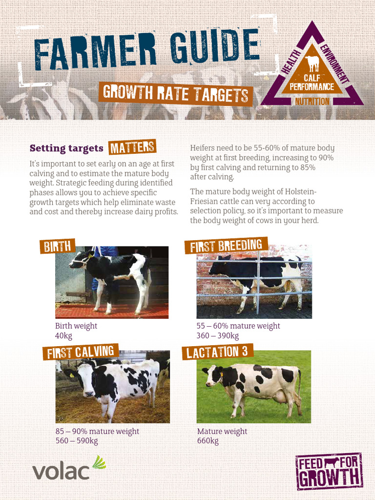 Heifer Growth Rate Targets Guide | PDF | Cattle | Domesticated Animals