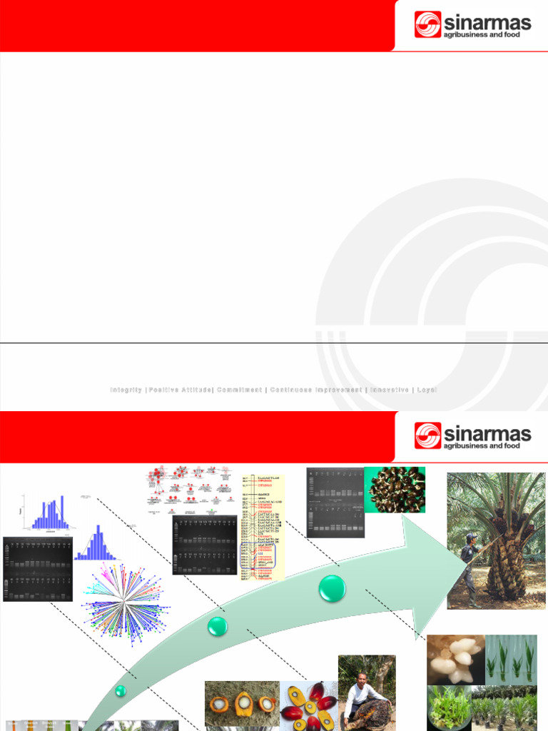 Oil Palm Genetic Diversity Research | PDF | Plant Breeding | Dna Sequencing