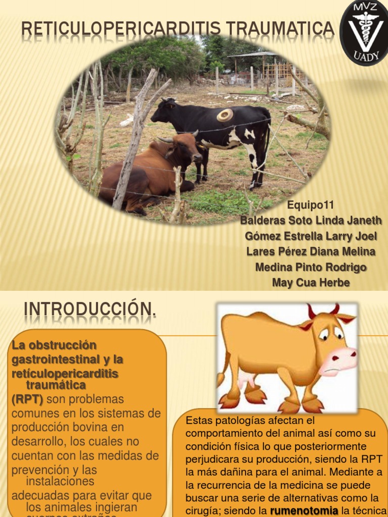 Reticulo Pericarditis Traumatica | PDF | Anestesia | Abdomen