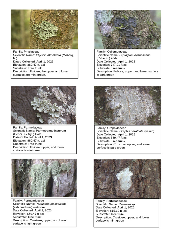 10 Lichens for Biology | PDF | Mycology | Fungus
