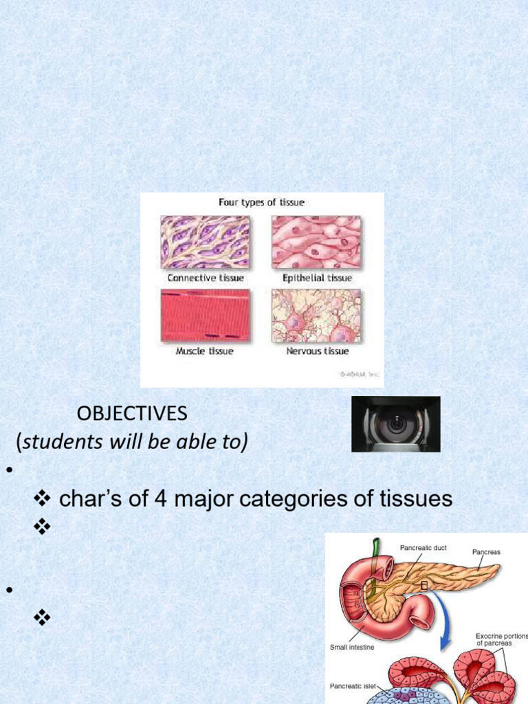 Copy of Ch4-Tissues | PDF | Epithelium | Connective Tissue