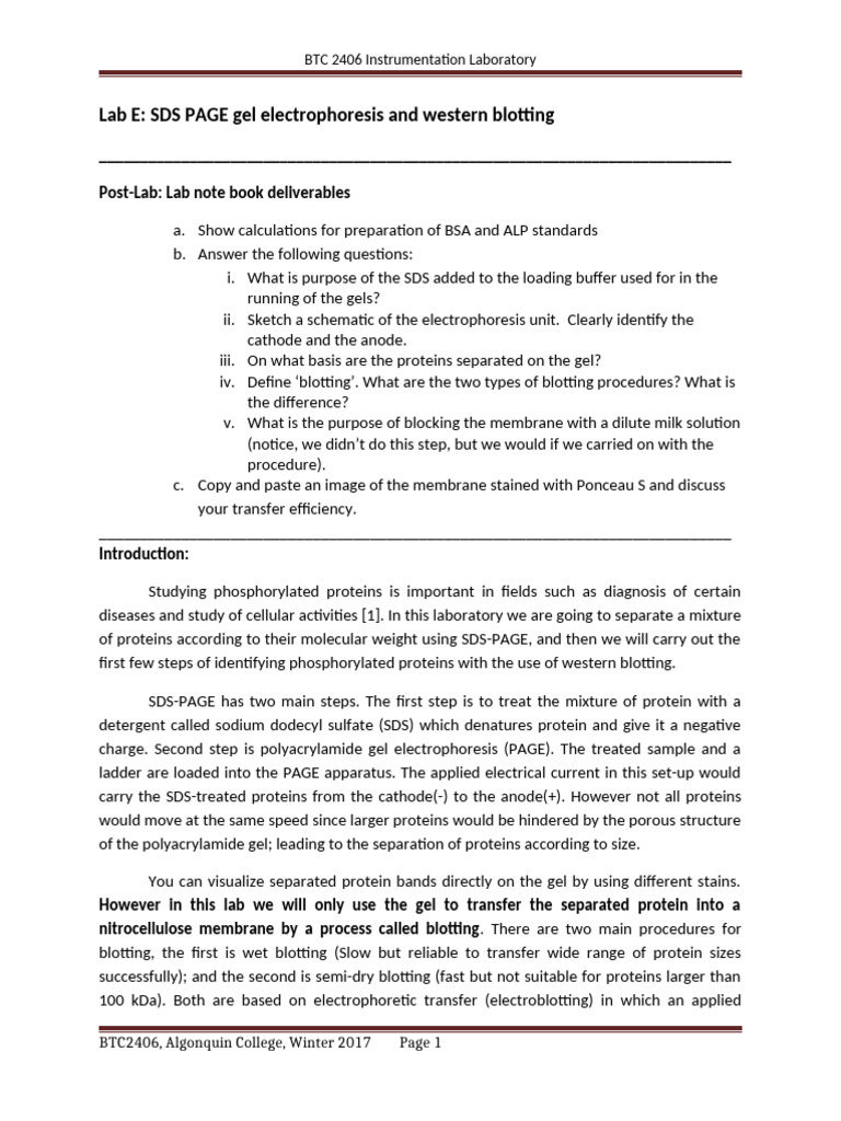SDS-PAGE and Western Blotting Lab Guide | PDF | Gel Electrophoresis ...