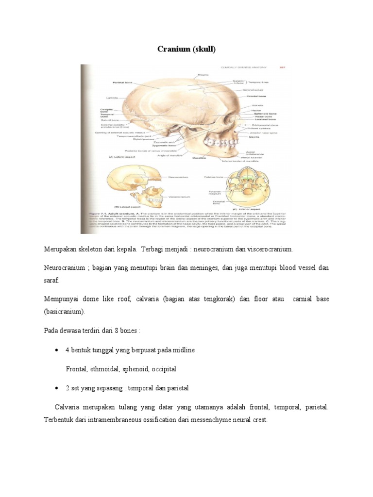 Cranium | PDF