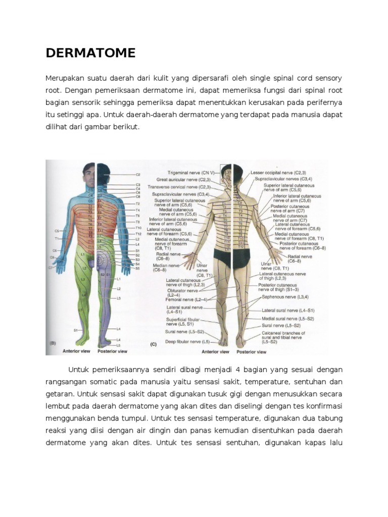 Dermatome | PDF
