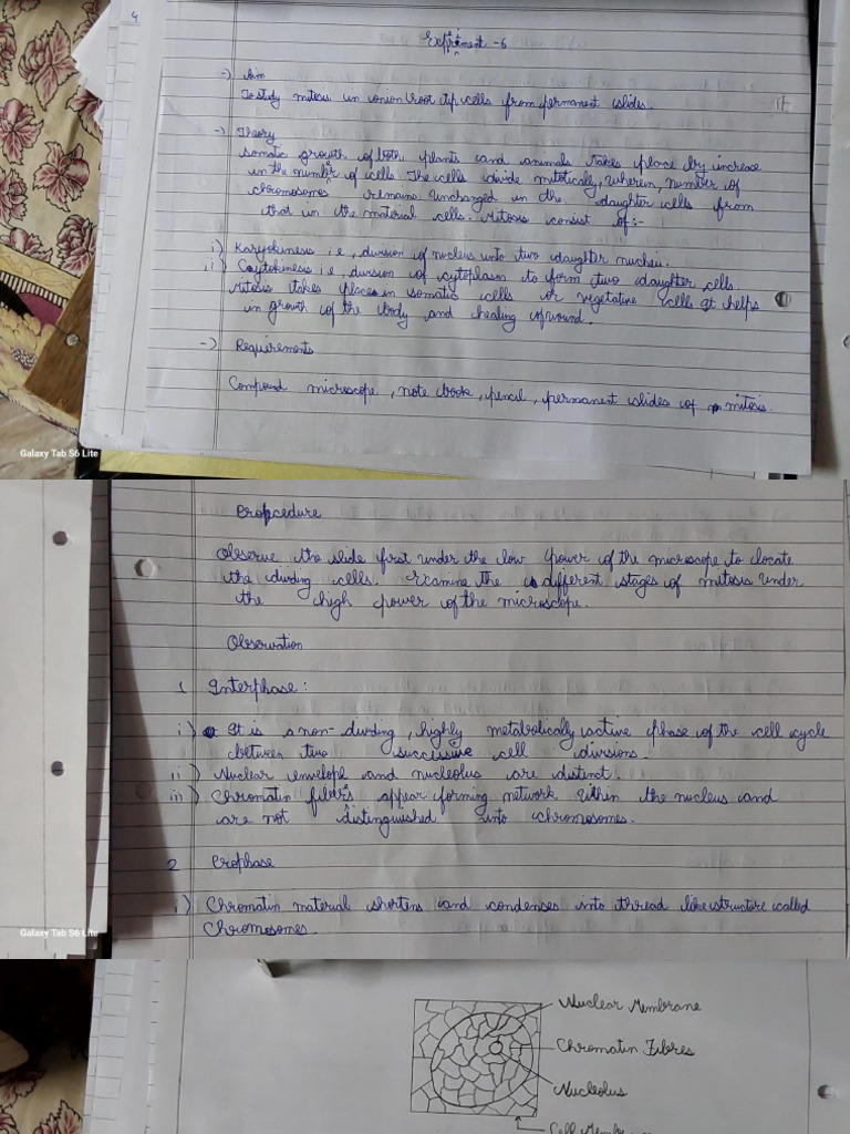 Experiment 6 | PDF | Chromosome | Biology