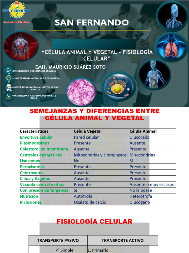 Semana 17 Diferencias Entre Célula Animal y Vegetal, Fisiología Celular ...
